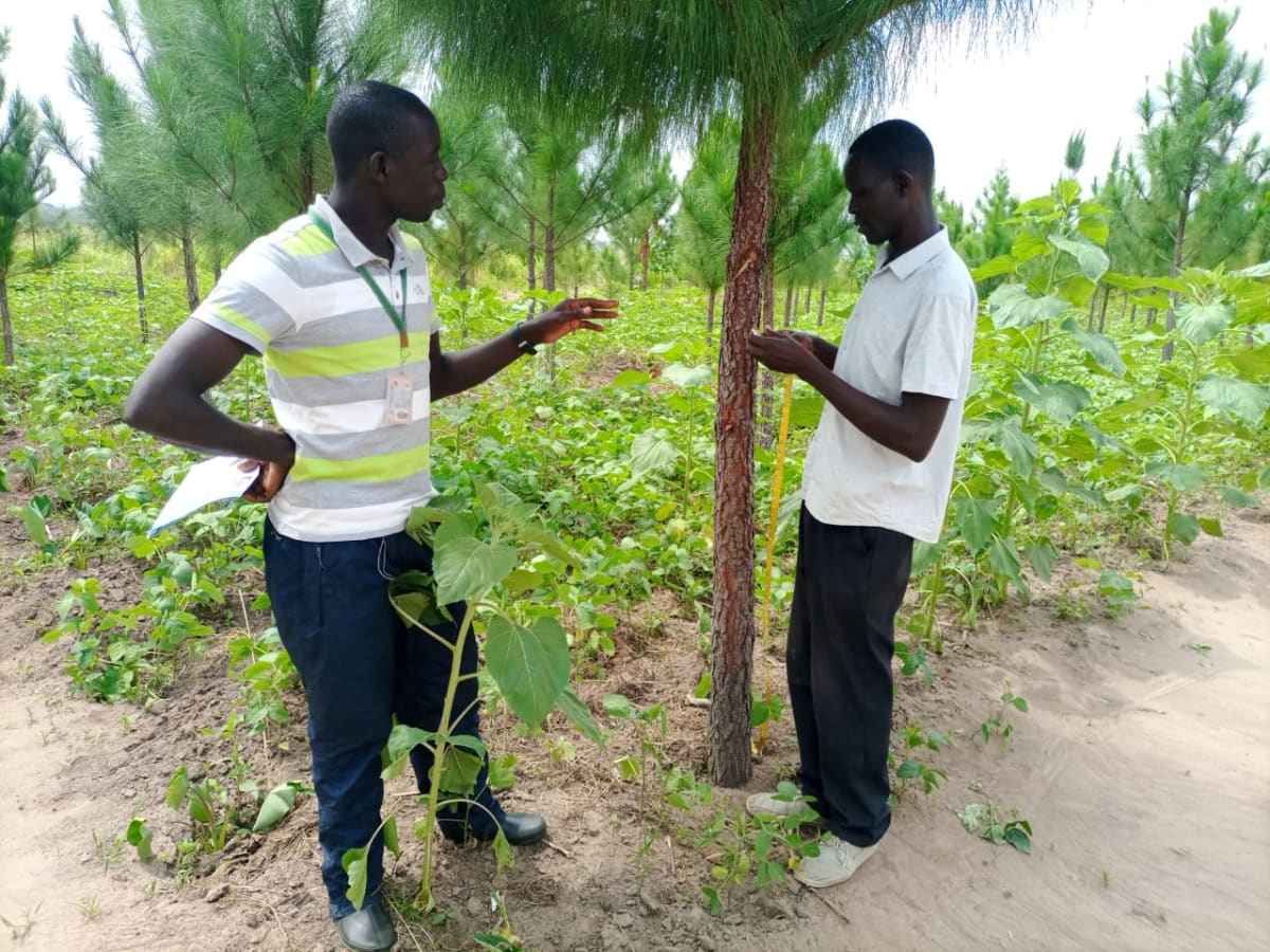 Biathlon Climate Challenge trees being planted in Uganda ...